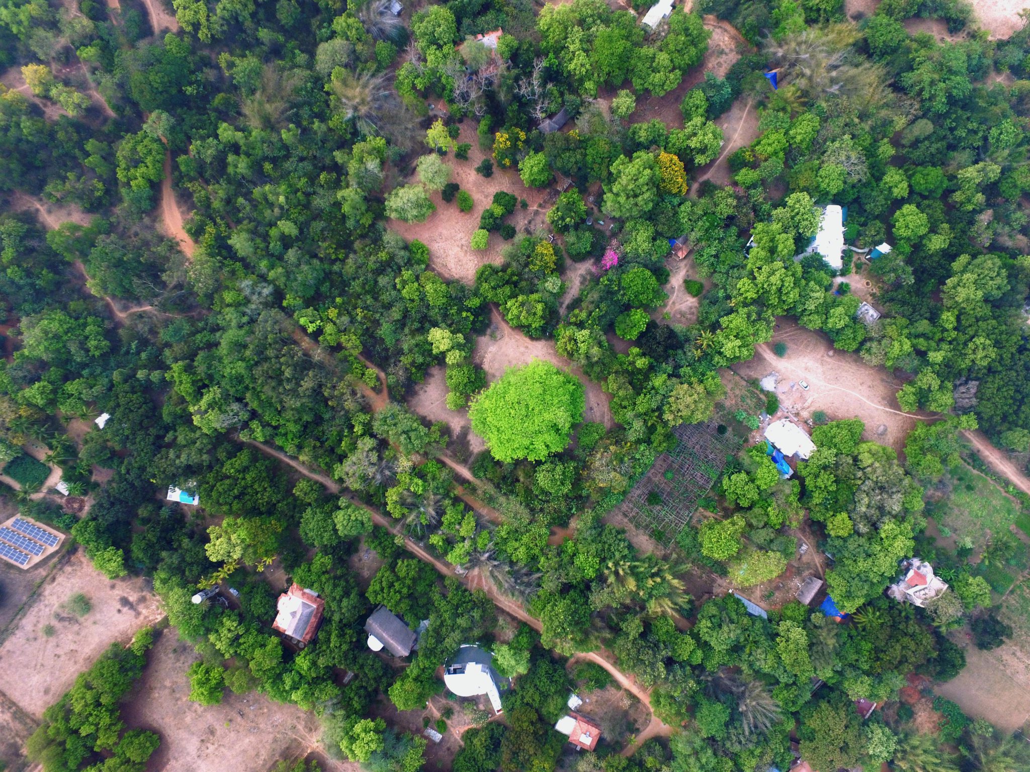Urban Forests | Auroville Green Practices